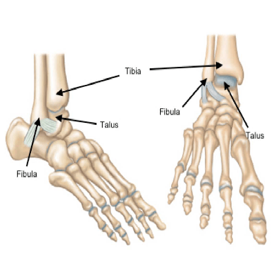Instabilité de la cheville