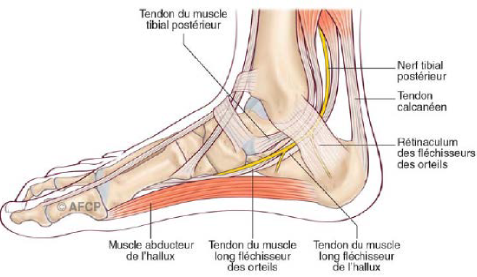 Syndrome Tunnel tarsien